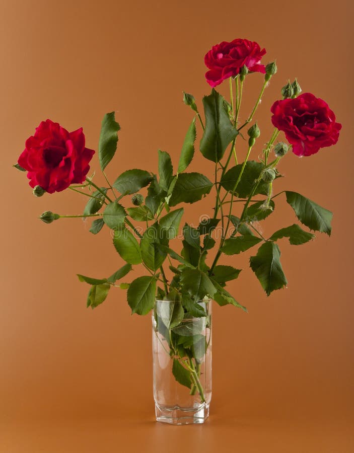 Red roses on a brown stock photo. Image of frame, design - 204903318