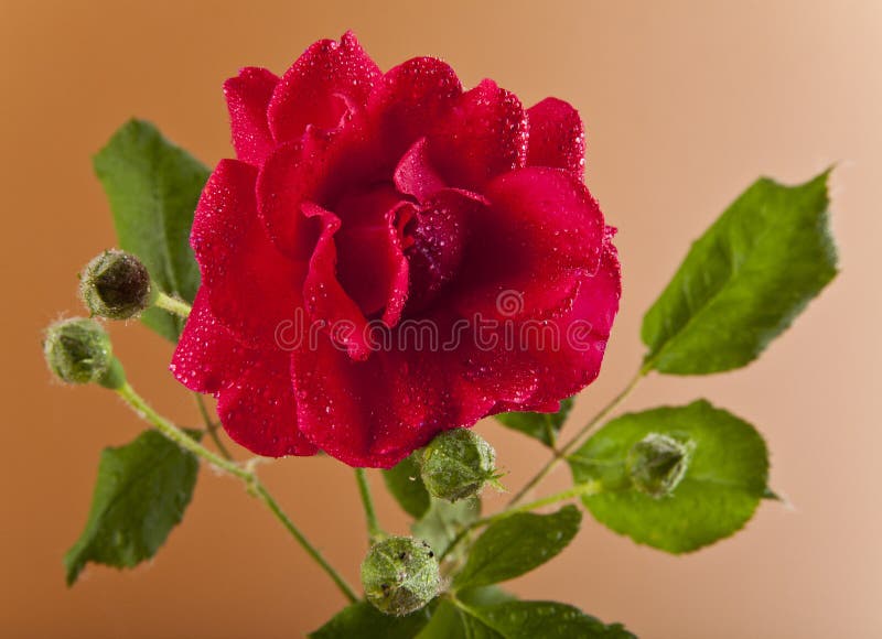 Red roses on a brown stock image. Image of roses, beautiful - 204903433