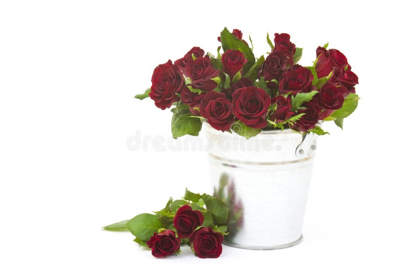 Red roses in a bucket stock image. Image of copy, growth - 26952107