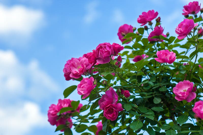 Bush of Red Roses is Blooming in the Background of a Blue Sky with ...
