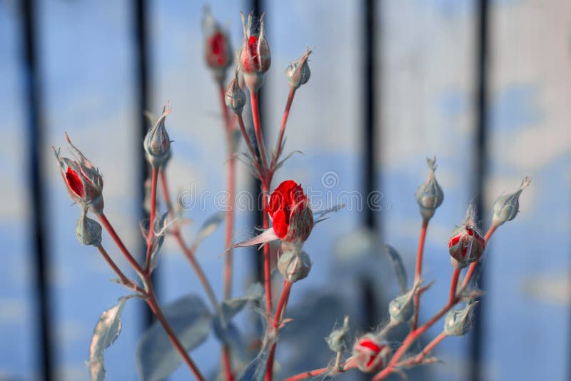 Rose buds stock image. Image of petals, spring, fresh - 123491365