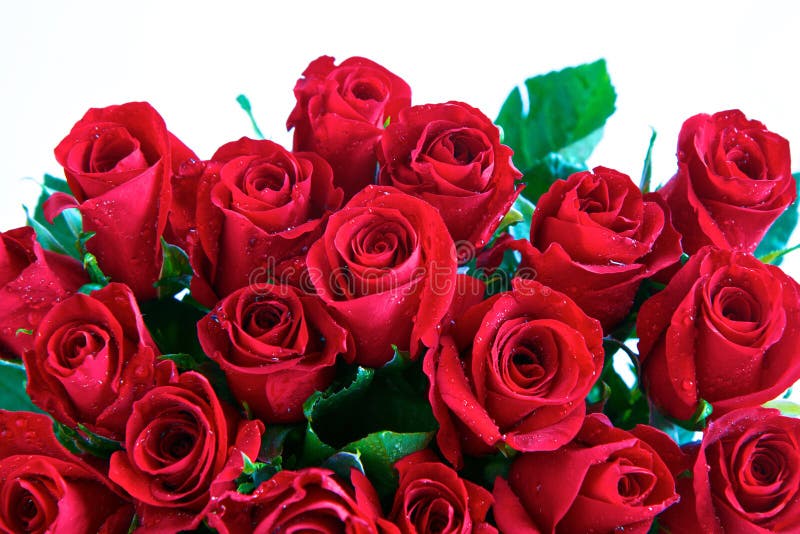 Red roses in a bunch stock image. Image of floral, blossom - 18253207