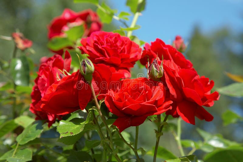 Red roses bush stock image. Image of elegance, fragility - 8241411