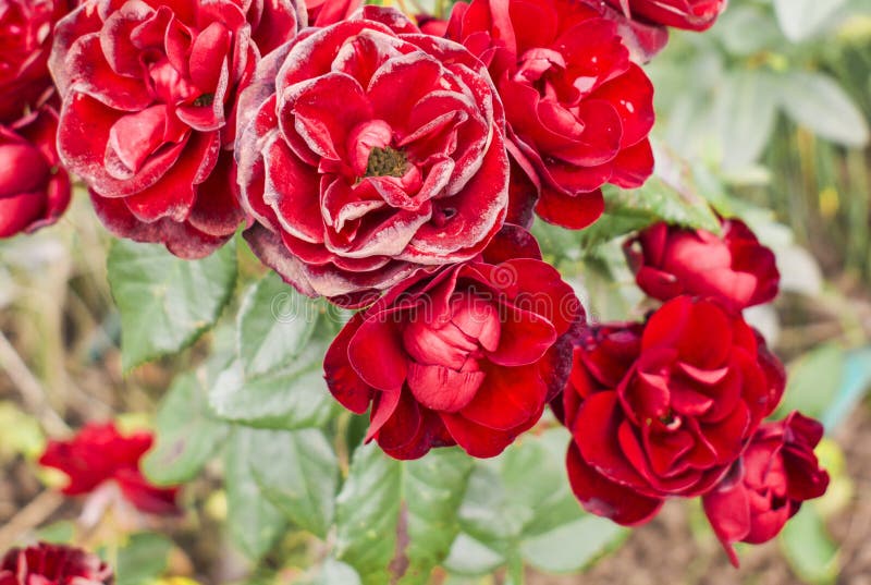 Red roses on a bush. stock photo. Image of beauty, garden - 104105080
