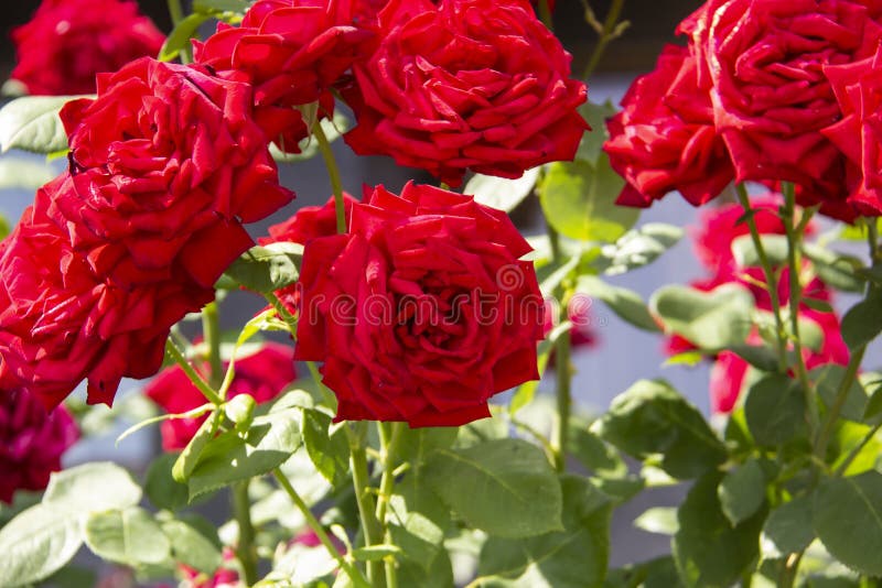 Red Roses on Bush. Red Roses Bushes Blooming Stock Image - Image of ...