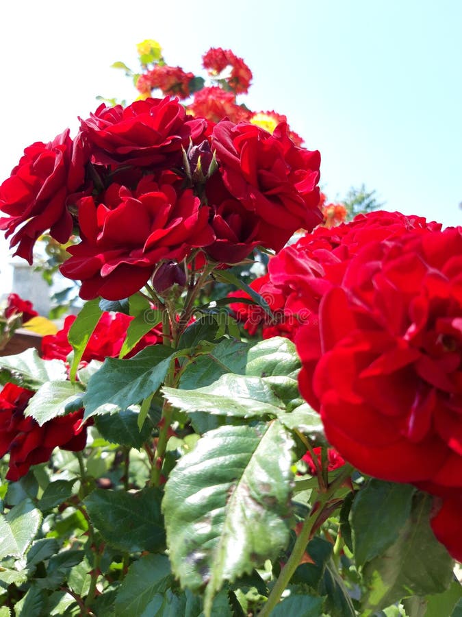 Red Roses Bush Catching Light !! Stock Image - Image of aroma, light ...