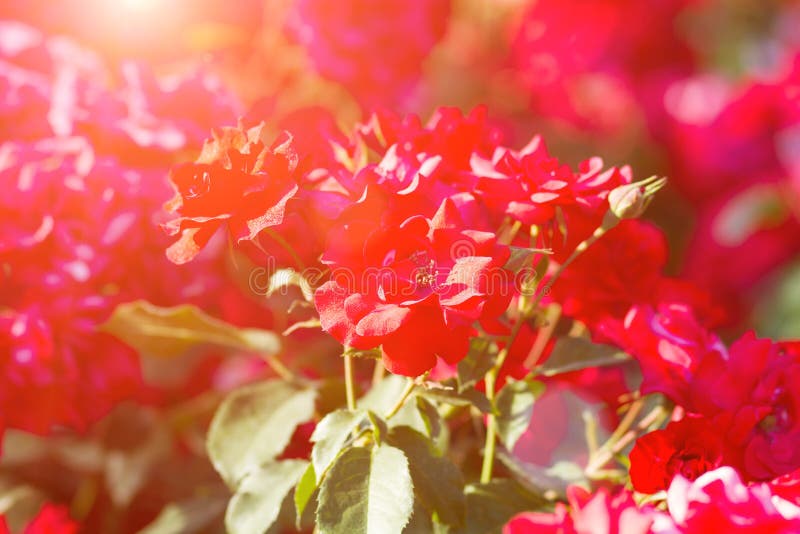 Red roses bush stock photo. Image of beauty, bloom, ornamental - 94310152