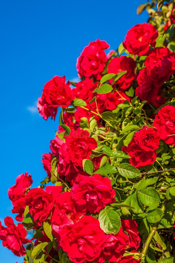Red Roses Bush in the Garden Stock Photo - Image of greeting ...