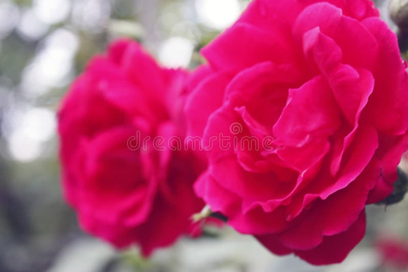 Red Roses on a Bush in the Garden. Close-up Stock Photo - Image of ...