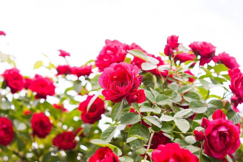 Roses, Bush from Yellow Roses in the Park at a Footpath Stock Image ...