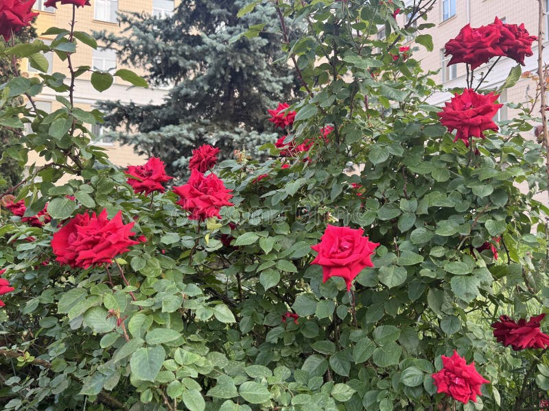 Red Roses Bush in Garden at Summer Day Stock Photo - Image of petal ...