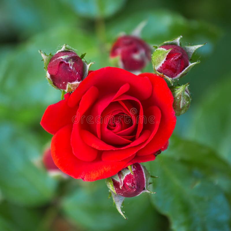 Red Roses on a Bush in the Garden Stock Photo - Image of gardening ...