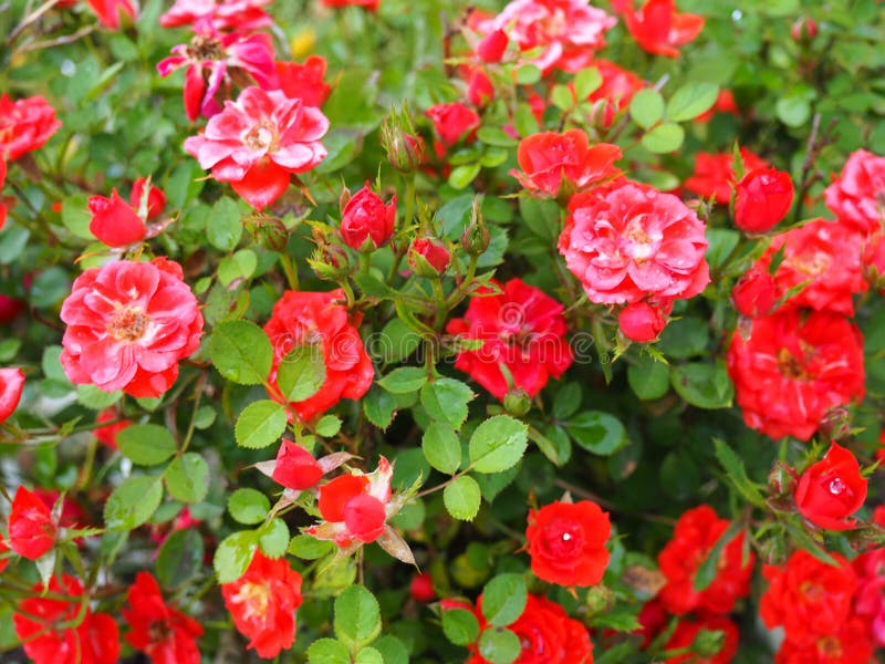 Red Roses Bushes. Many Small Red Roses on Bushes Stock Image - Image of ...