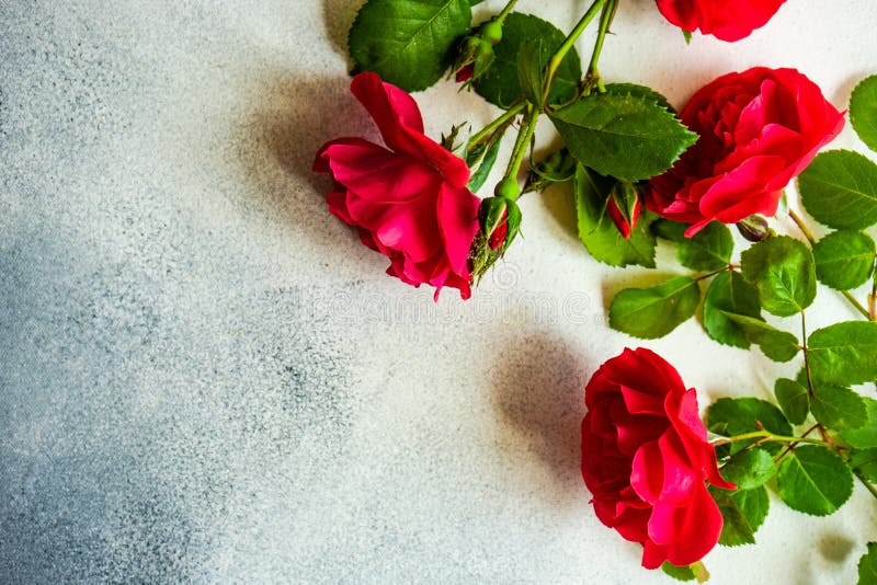 Red roses card concept stock photo. Image of card, woman - 183774572