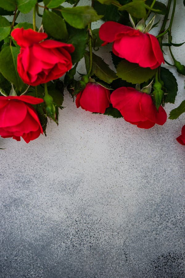 Red roses card concept stock photo. Image of gift, present - 183773088