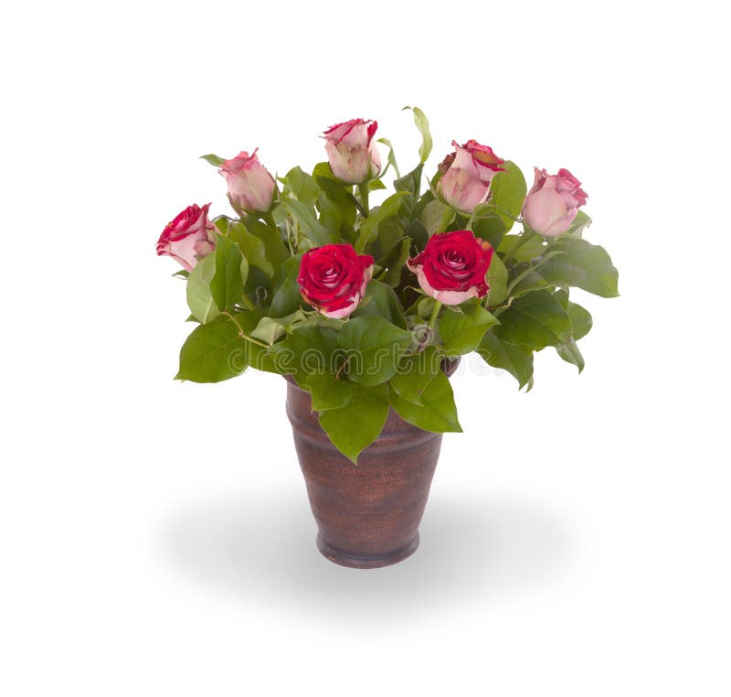 Red roses in ceramic pot stock image. Image of rustic - 37612621