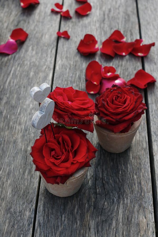 Red Roses in Ceramic Vases on Rustic Wooden Table Stock Photo - Image ...
