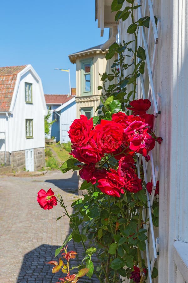 Red Roses Climbing Blue Building in Italy Stock Photo - Image of stucco ...
