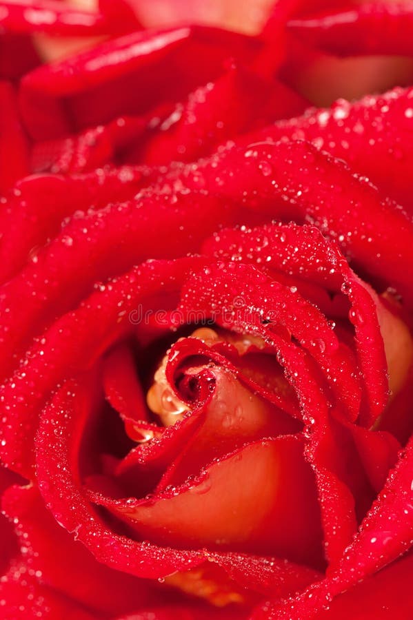 Red roses close-up stock image. Image of flower, drop - 23915959