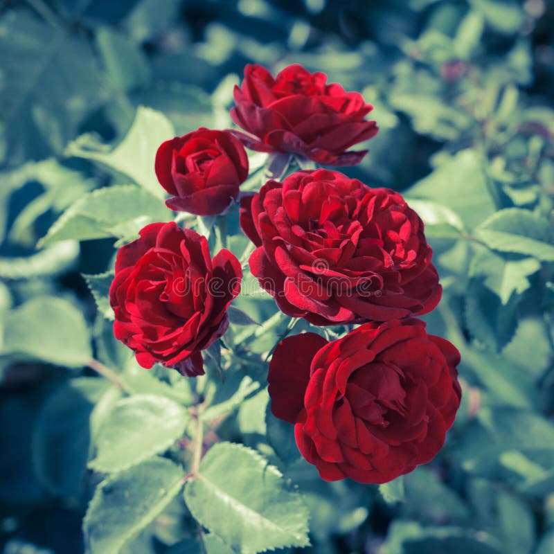 Red roses close up stock image. Image of effect, beautiful - 58689623