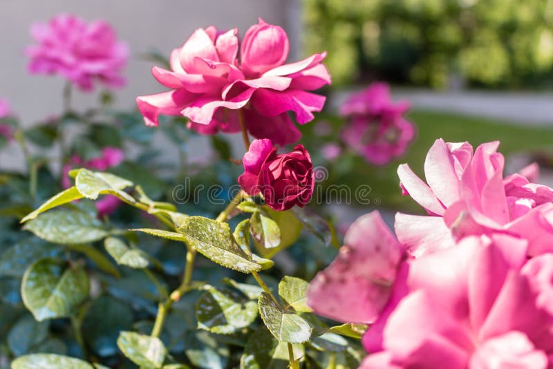 Red roses stock photo. Image of bunch, floribunda, pink - 60039648