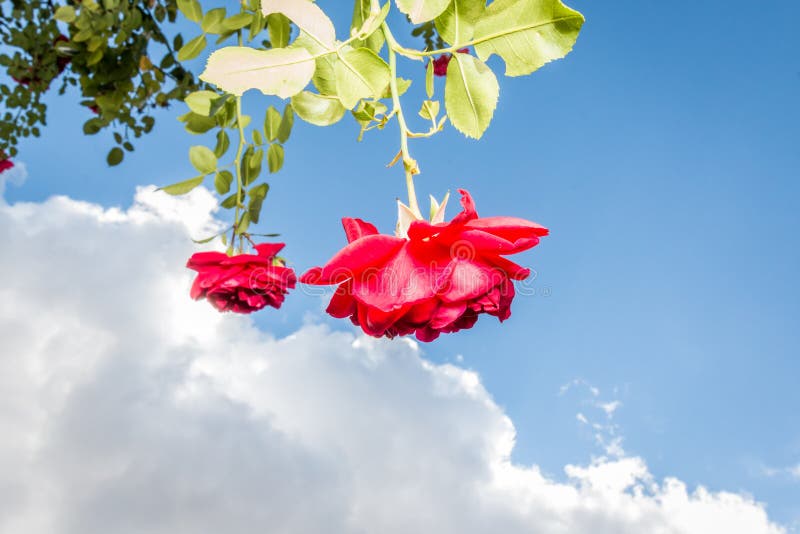 Red Roses, Clouds and Blue Sky Stock Photo - Image of leaf, fresh: 60720500