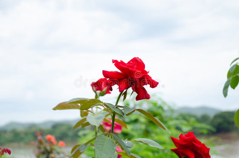 Roses in the sky 2 stock image. Image of beautiful, beauty - 254701387