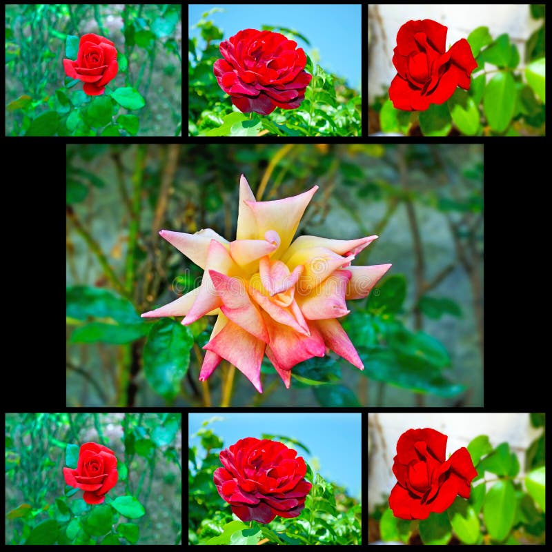 Red roses collage stock image. Image of flowers, plants - 72989231