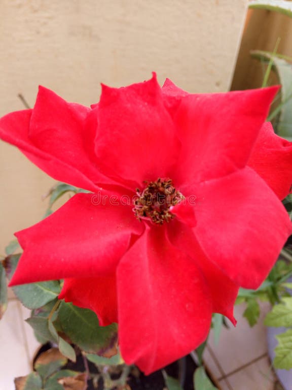 Roses stock photo. Image of collection, roses, flowers - 118860444