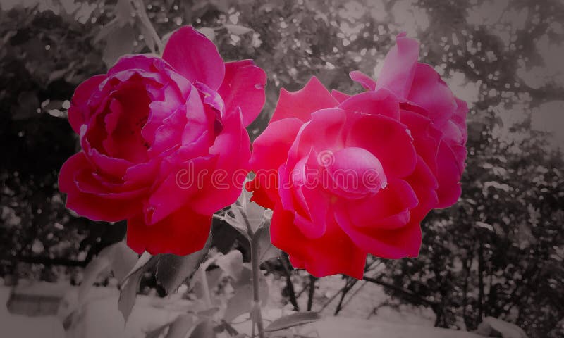 Red roses stock image. Image of splash, roses, flower - 95370161