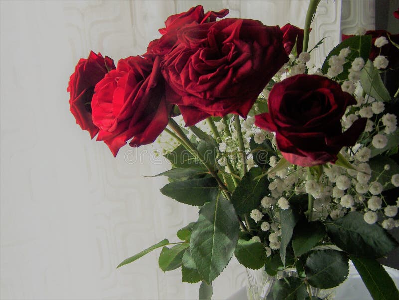 Red roses corner stock photo. Image of blooming, breath - 160069940