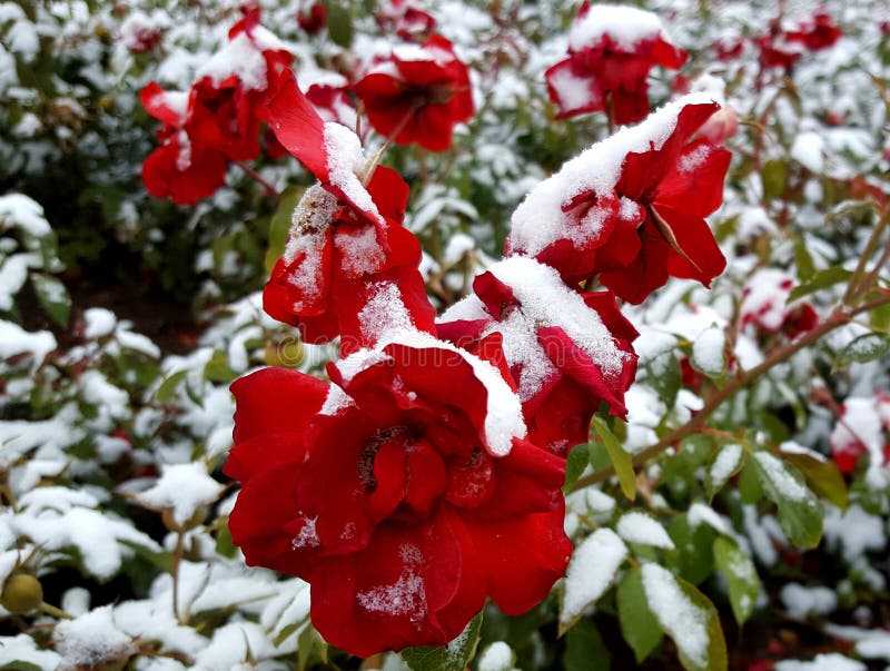 Red roses covered by snow stock photo. Image of passion - 101578192