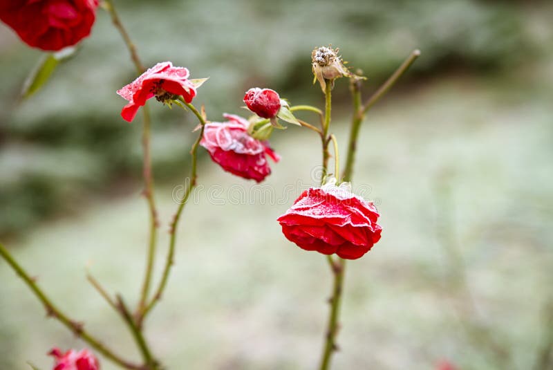 Red Roses Covered with White Frost Stock Photo - Image of cold, frost ...