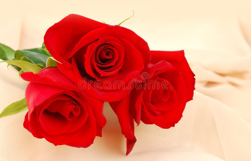 Red Roses on the Cream Background Stock Photo - Image of friendship ...