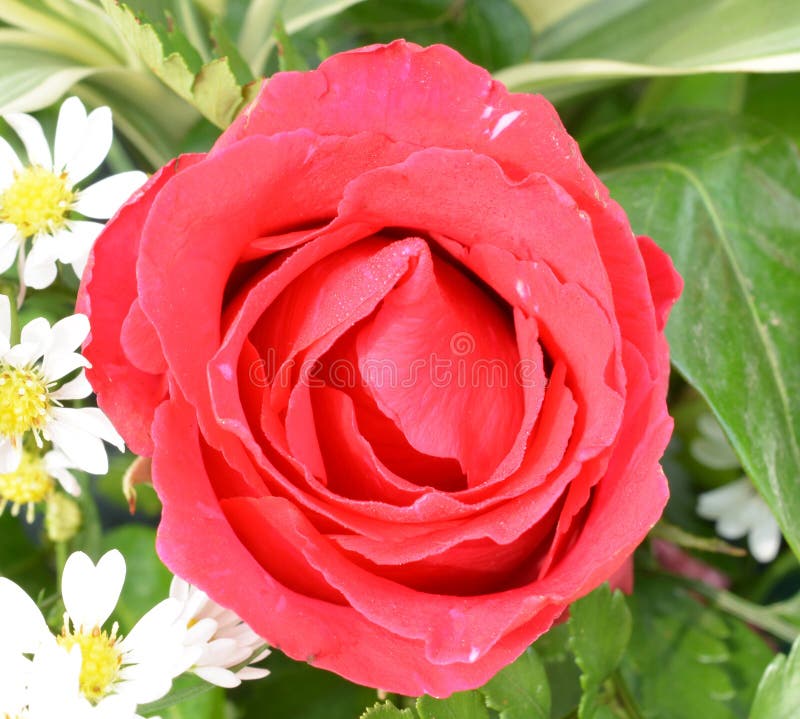 Red roses stock image. Image of petal, botanical, macro - 50198789
