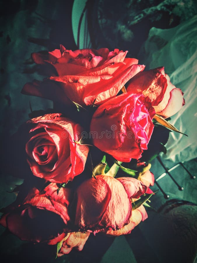 Red roses on death stock image. Image of death, pink - 109846321