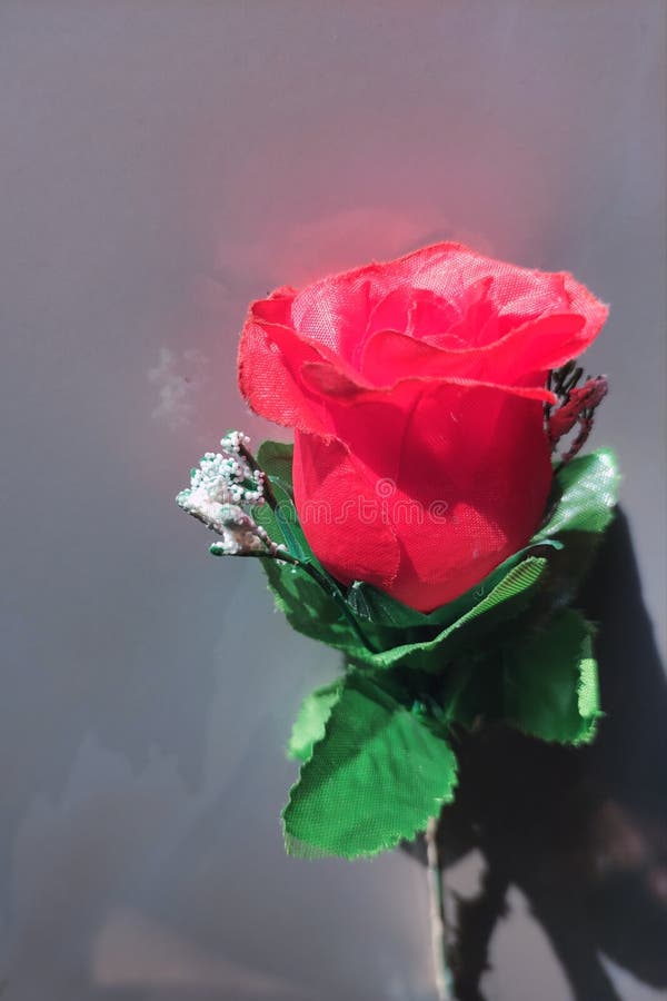 A red roses for decoration stock photo. Image of leaf - 228792020