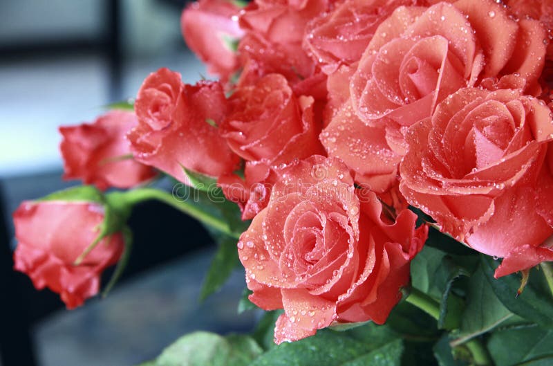 Red roses with dew drops stock image. Image of pink, event - 41856081