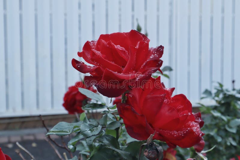 Red roses with dew drops. stock photo. Image of peony - 361890008