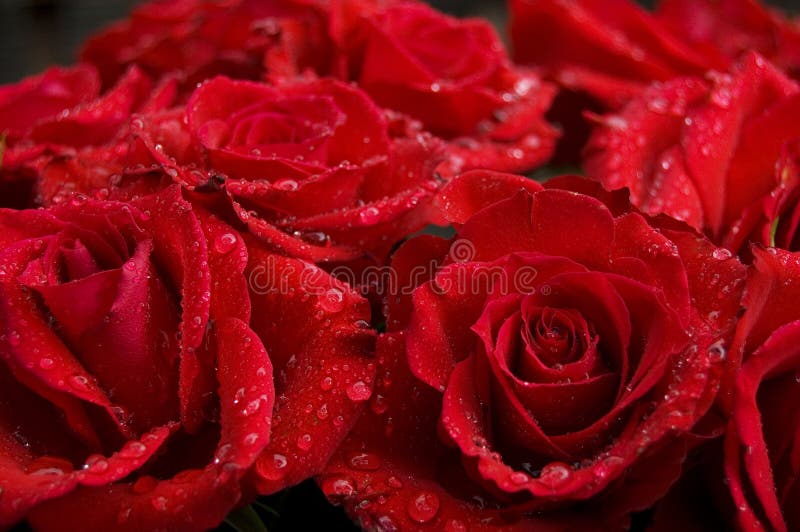 Beautiful Floral Background. Bunch of Large Vivid Red Roses with Water ...