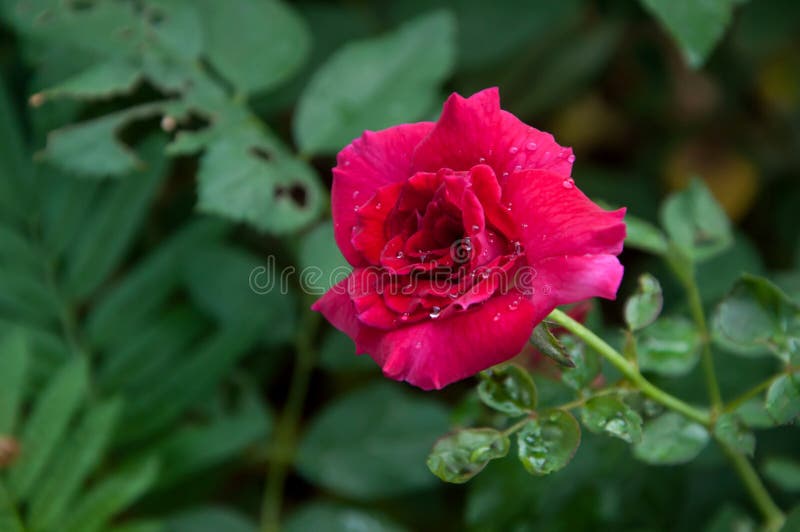 149 Dripping Roses Stock Photos - Free & Royalty-Free Stock Photos from ...