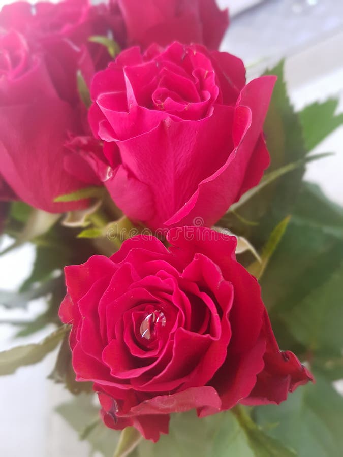 Red roses with drop stock photo. Image of flowers, drop - 147997680