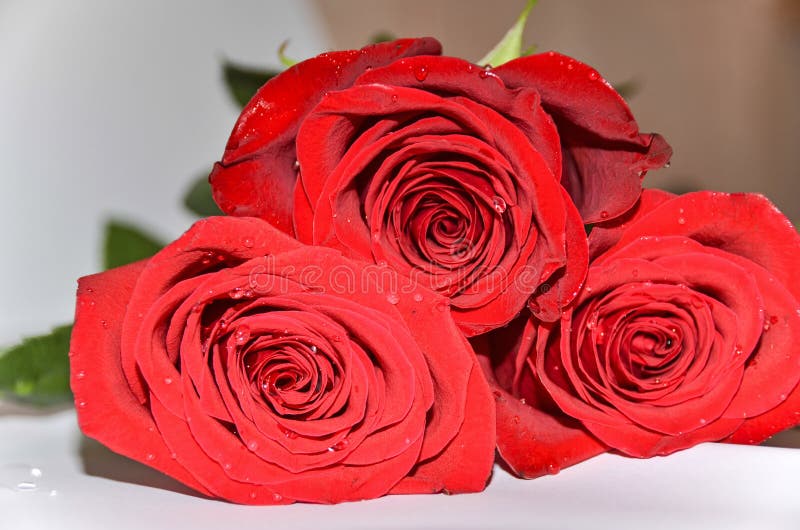 Red Roses with Drops of Water Stock Photo - Image of water, valentine ...