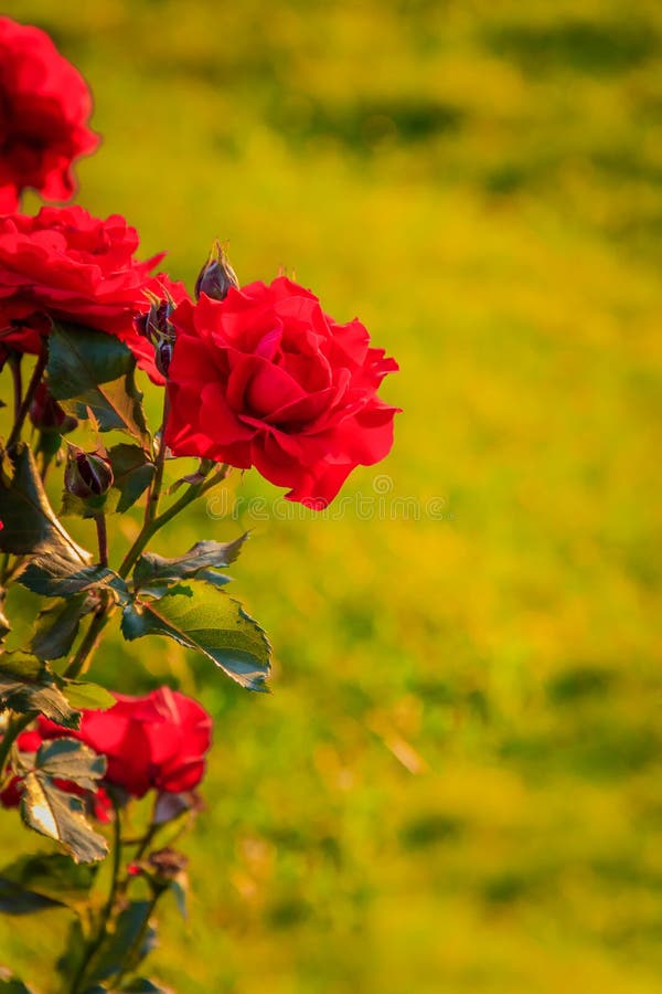 Red Roses in the Evening Light. Beautiful Red Spray Roses Stock Photo ...