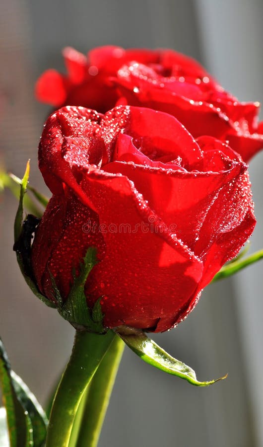 Red Roses Facing the Sunlight. Stock Photo - Image of floral, daylight ...