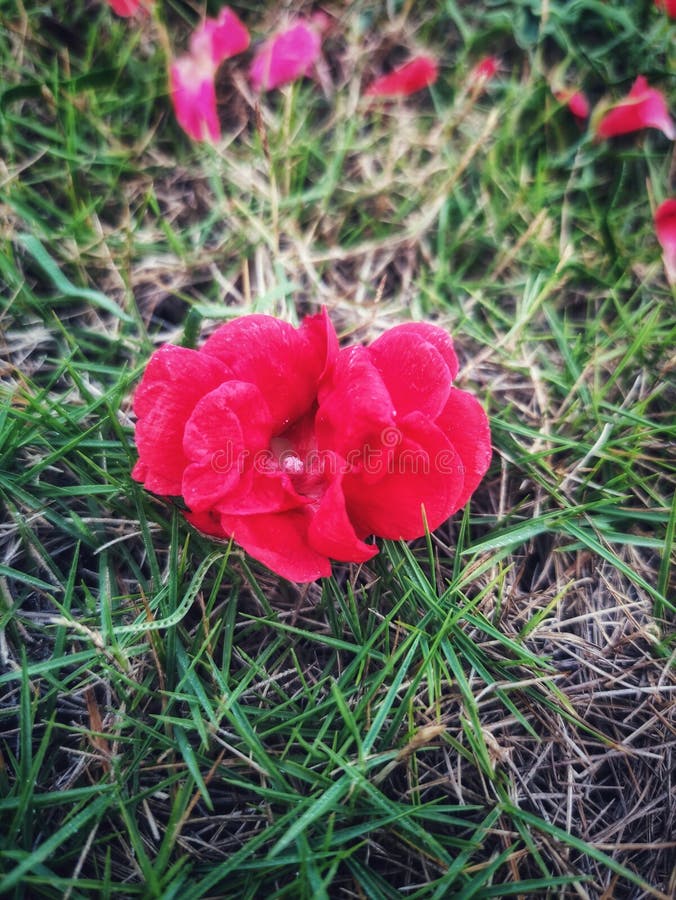 Red Roses Falling on the Grass Stock Image - Image of lawn, leaf: 229992137