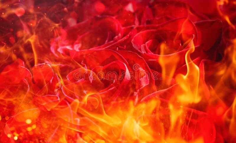 Red Roses on Fire, Fire Effect. Stock Image - Image of abstract, effect ...