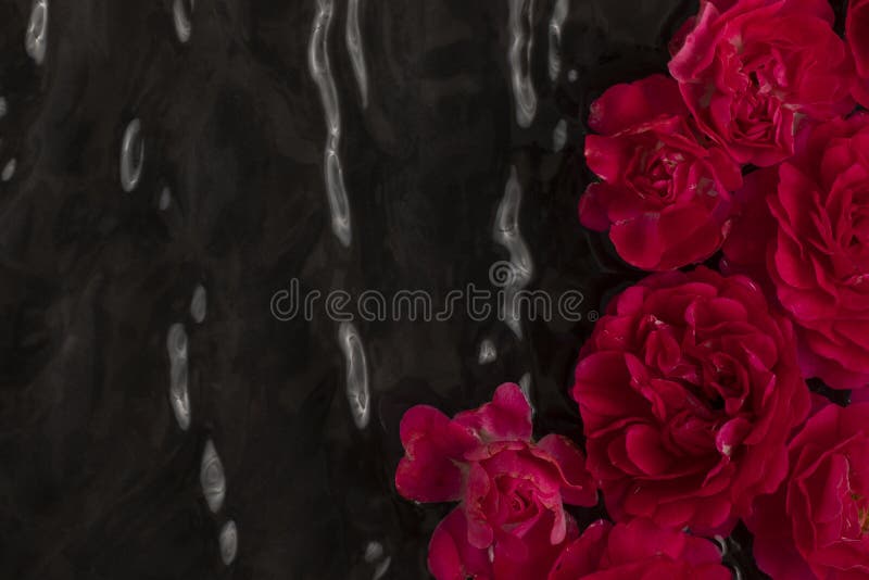 Red Roses Floating in Black Water. Stock Image - Image of liquid ...