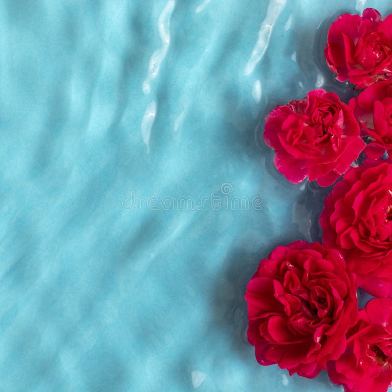 Red Roses Floating in Blue Calm Water Stock Photo - Image of flatlay ...