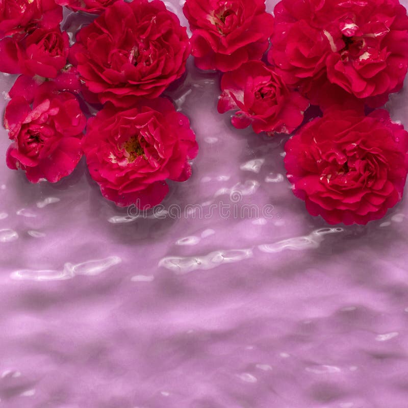 Red Roses Floating in Pink Water. Stock Image - Image of aesthetic ...
